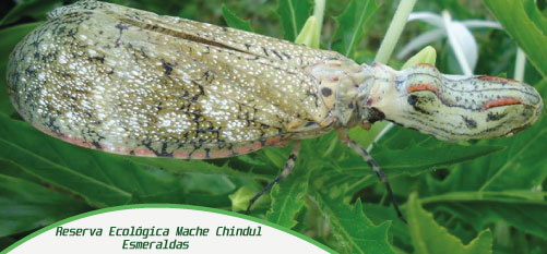 Reserva Ecológica Mache Chindul :: ESMERALDAS