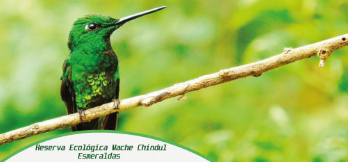 Reserva Ecológica Mache Chindul :: ESMERALDAS