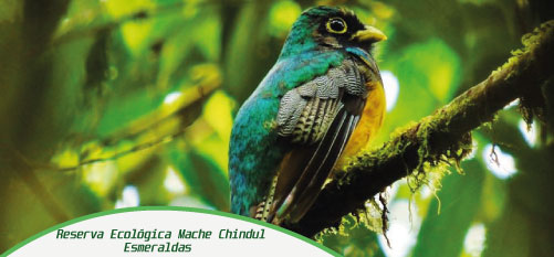 Reserva Ecológica Mache Chindul :: ESMERALDAS