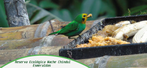 Reserva Ecológica Mache Chindul :: ESMERALDAS