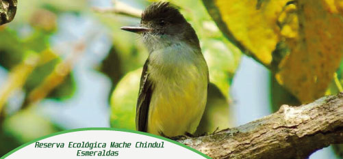 Reserva Ecológica Mache Chindul :: ESMERALDAS