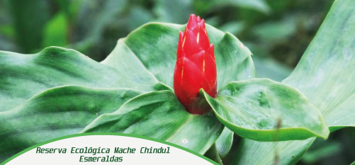 Reserva Ecológica Mache Chindul :: ESMERALDAS