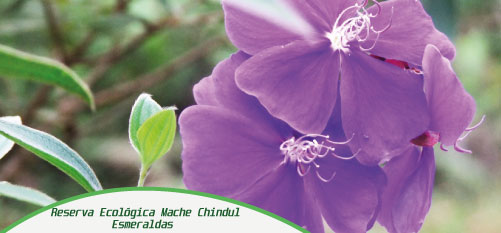 Reserva Ecológica Mache Chindul :: ESMERALDAS